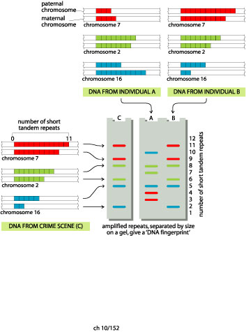 Dna Fingerprinting Crime Scene